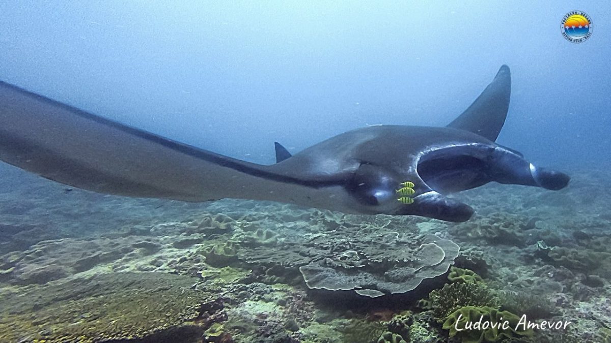 Buceo Nusa Penida. Bucea con manta rayas y peces luna