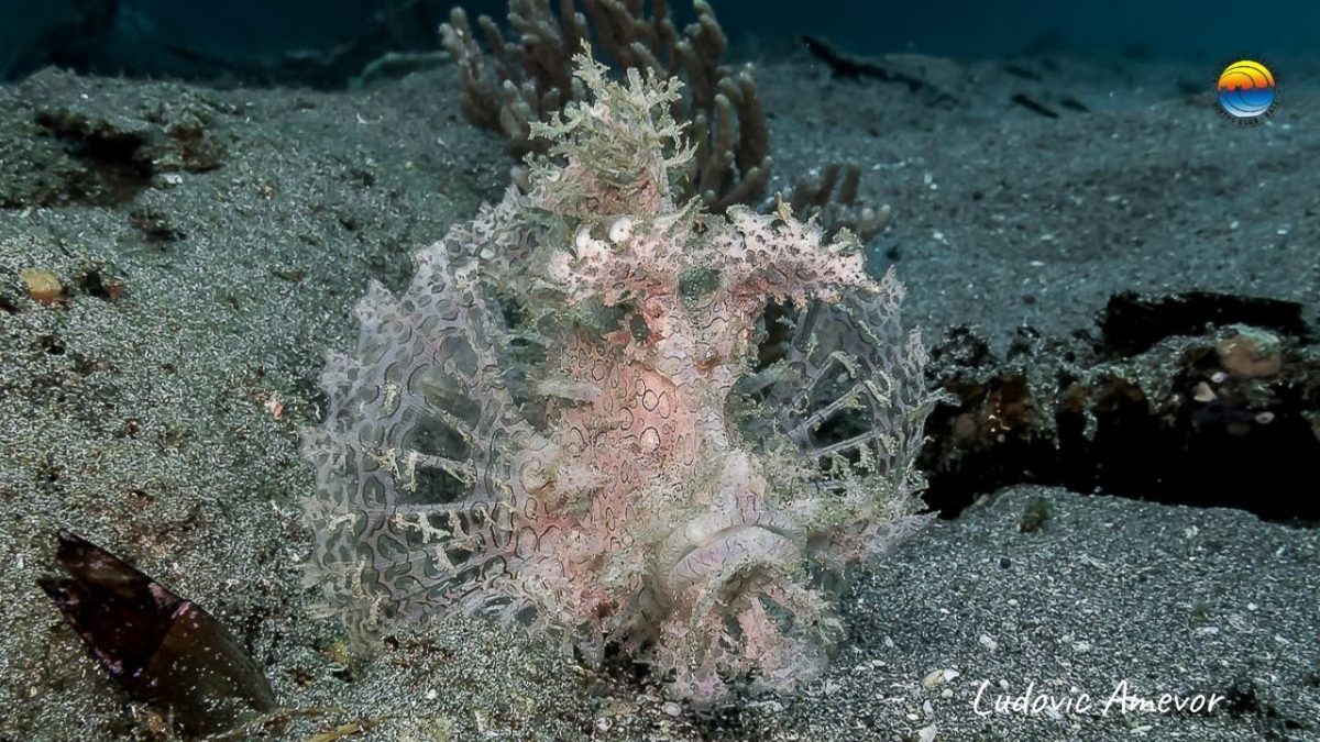 Buceo Bali con Southern Dreams Diving Club. El Mejor Buceo Bali