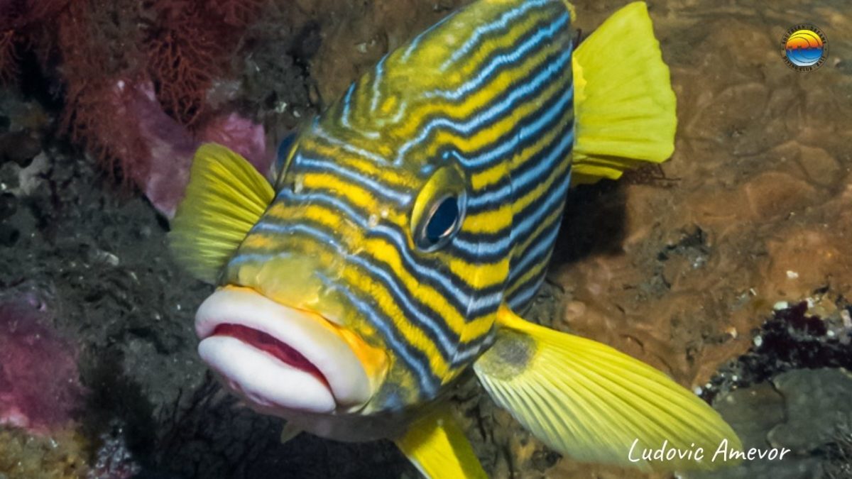 Buceo Bali con Southern Dreams Diving Club. El Mejor Buceo Bali