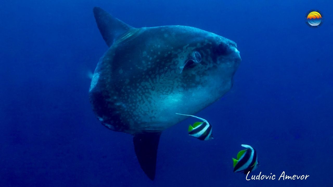 Buceo Bali con Southern Dreams Diving Club. El Mejor Buceo Bali